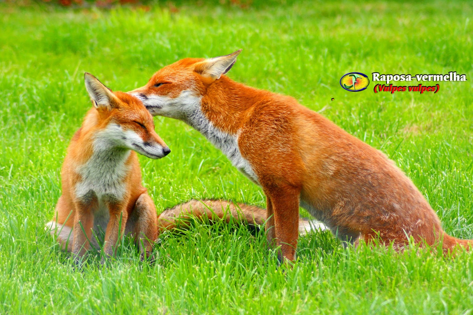 Zoologia: Raposa-vermelha (Vulpes vulpes)